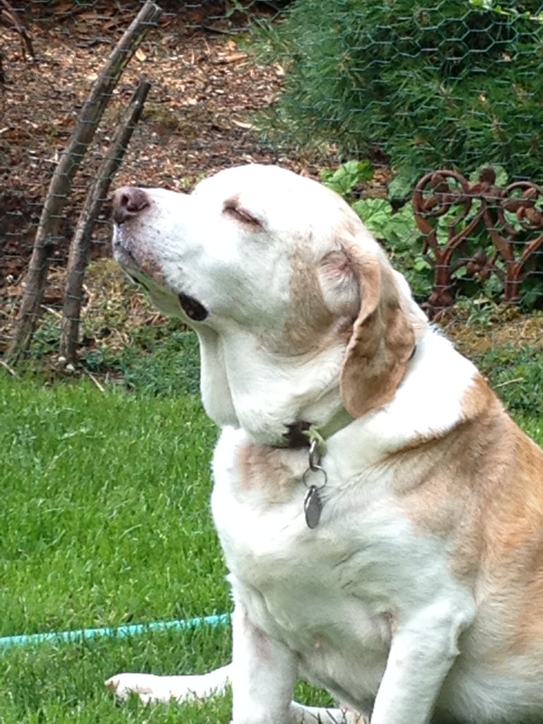 Happy Scooby Sunday | The Pongo Fund