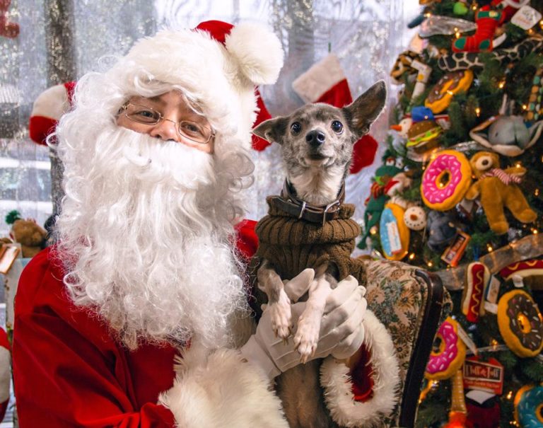 Salty’s Sparkling Santa Photos | The Pongo Fund
